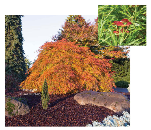 Acer x pse 'Wabi Sabi' - Hybrid Maple – Pondside Nursery Acer x pse 'Wabi Sabi' - Hybrid Maple – Pondside Nursery
