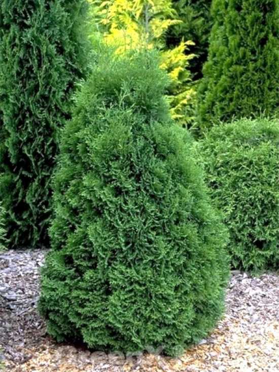 Thuja occ. ‘Holmstrup’ - Arborvitae – Pondside Nursery Thuja occ. ‘Holmstrup’ - Arborvitae – Pondside Nursery