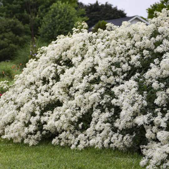 Outdoor Plants – Tagged "tree"– Pondside Nursery
