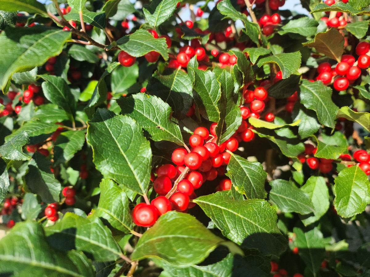 Ilex vert. 'Wildfire’ – Pondside Nursery
