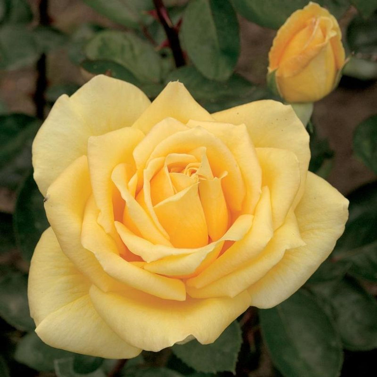 Rosa 'Oregold' - Shrub Rose – Pondside Nursery