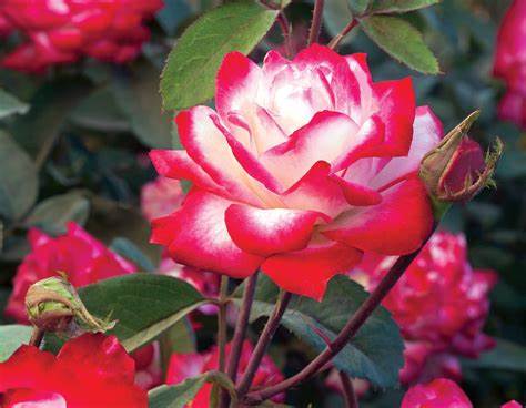 Rosa 'Candy Cane Cocktail' - Shrub Rose – Pondside Nursery