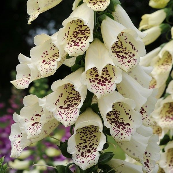 Digitalis purp. 'Dalmation Creme' – Pondside Nursery