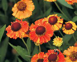 Sneezeweed Mardi Gras