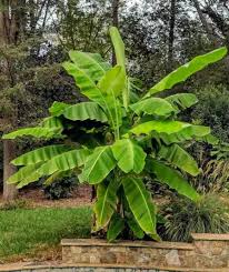 Musa bas. 'Japenese Fiber Banana' – Pondside Nursery