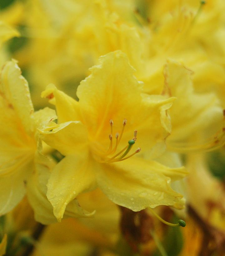 Azalea visc. 'Lemon Lights' – Pondside Nursery