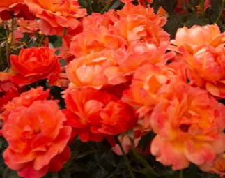 Rosa 'Livin Easy' - Shrub Rose – Pondside Nursery