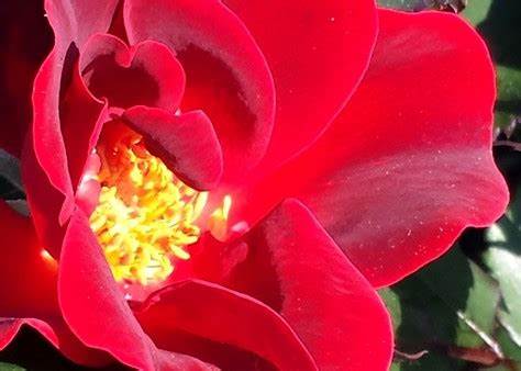 Rosa 'Miracle on the Hudson' - Shrub Rose – Pondside Nursery