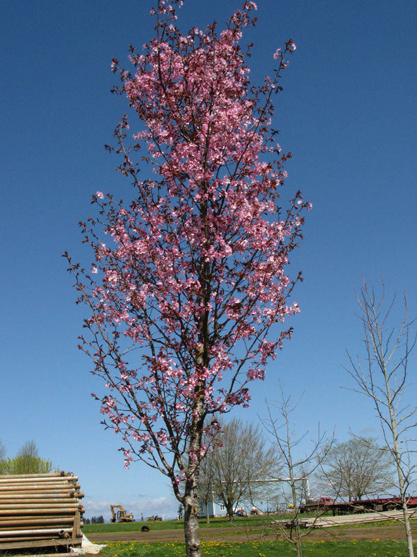 Prunus 'Pink Myst' - Flowering Cherry – Pondside Nursery