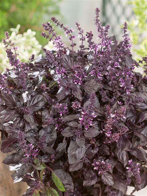 Ocimum 'Red Rubin' - Basil – Pondside Nursery