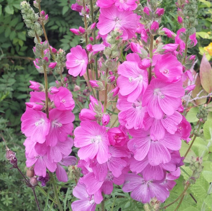 Sidalcea 'Candy Girl' - Checkerbloom – Pondside Nursery