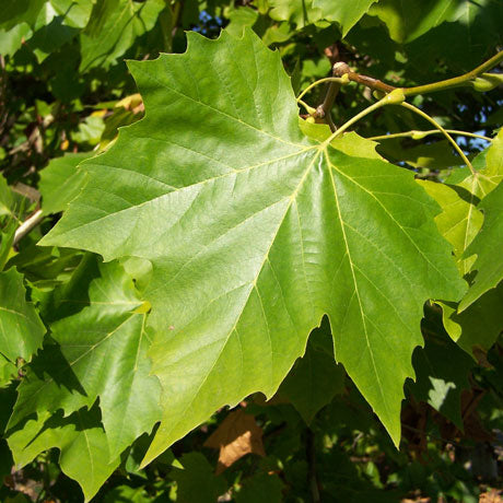 Platanus acerifolia 'Exclamation' - London Plane Tree – Pondside Nursery