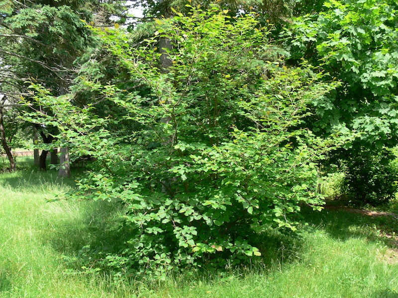 Witch Hazel Plant Shrub