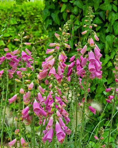 Digitalis purp. 'Camelot Rose' – Pondside Nursery