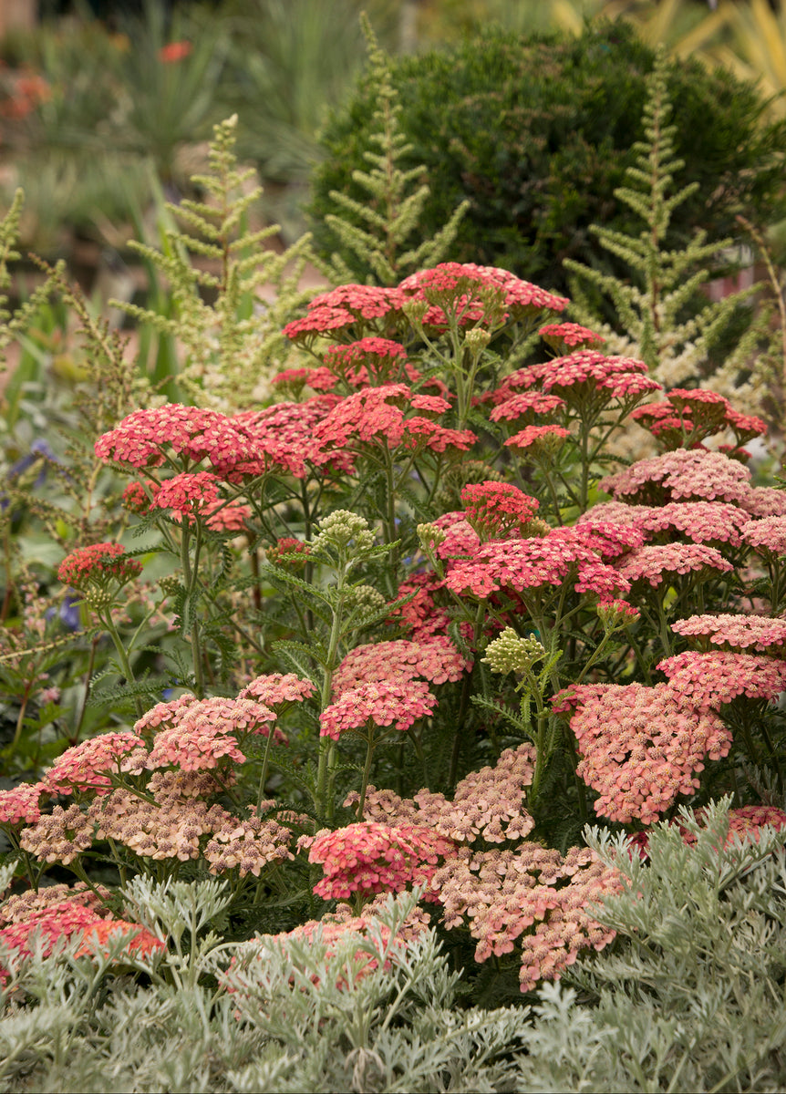 Achillea mil. 'Apricot Delight' - Yarrow – Pondside Nursery