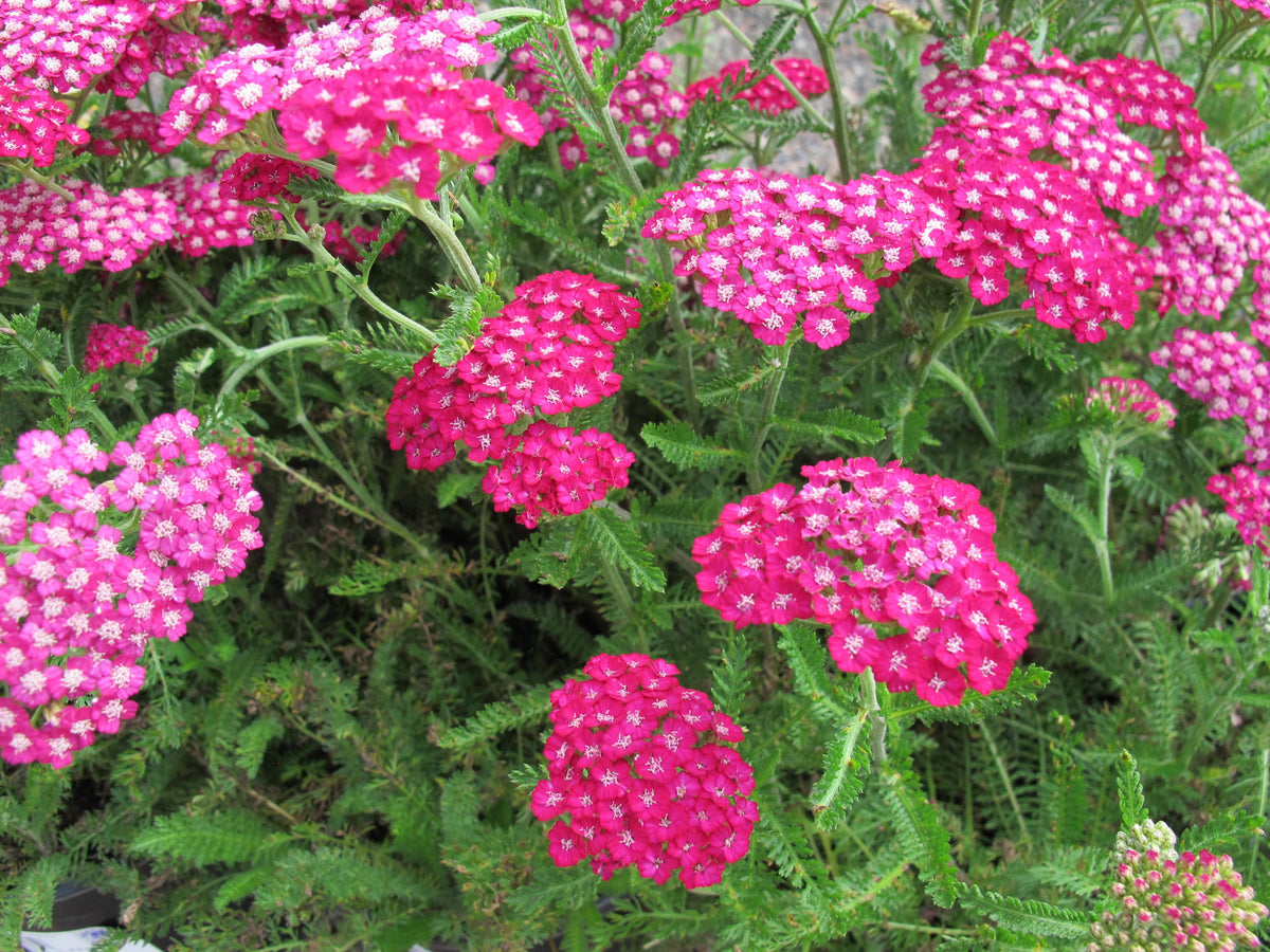 Achillea 'New Vintage Violet' - Yarrow – Pondside Nursery
