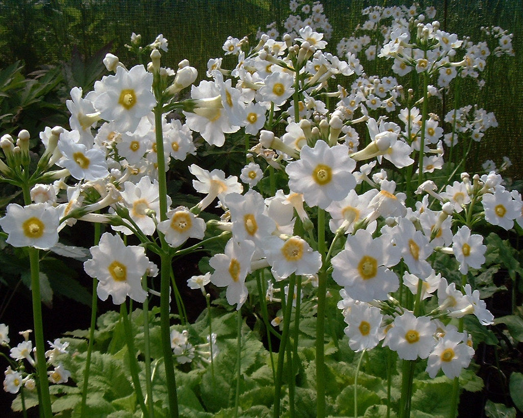 Primula japonica 'Alba' - Japanese Primrose – Pondside Nursery