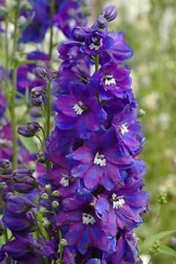 Delphinium 'Guardian Blue' – Pondside Nursery