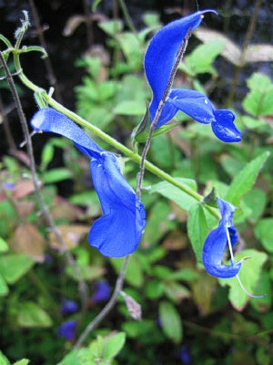 Salvia patens 'Blue Angel' – Pondside Nursery