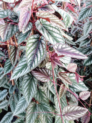 Cissus discolor 'Rex Begonia Vine' – Pondside Nursery