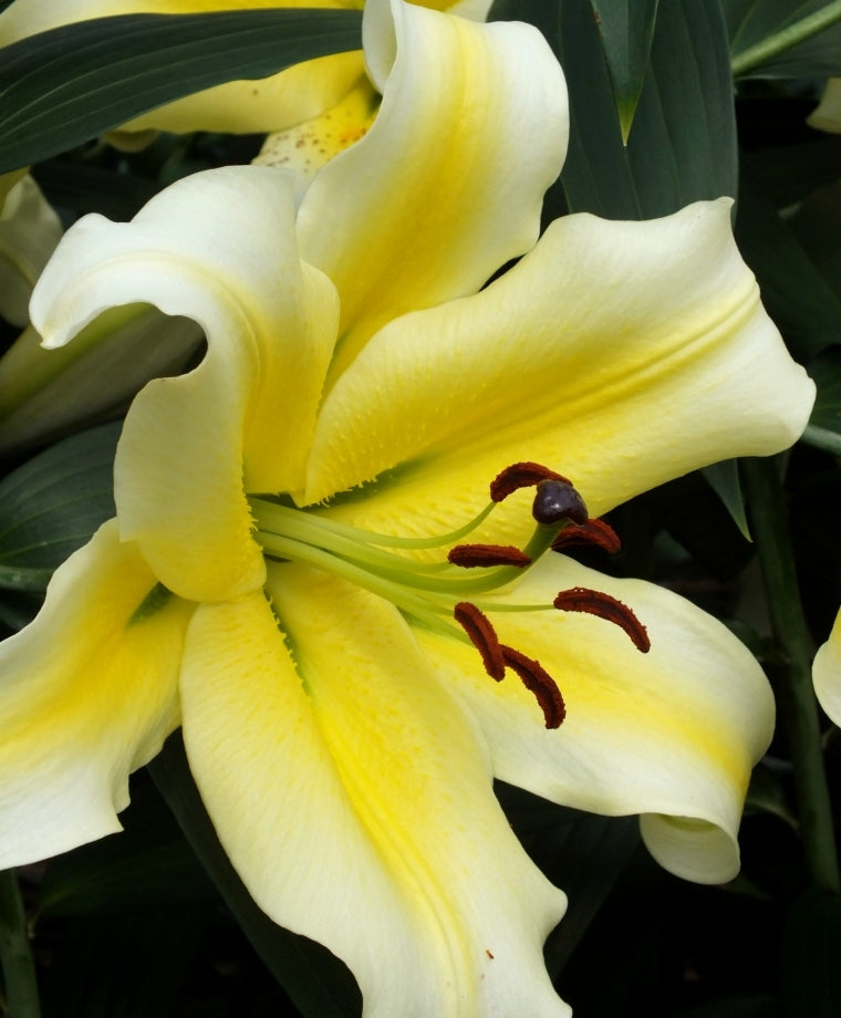 Lilium 'Conca D'or' - Oriental Trumpet Lily – Pondside Nursery