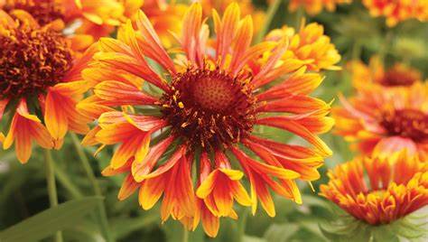 Gaillardia 'Spin Top Copper Sun' – Pondside Nursery