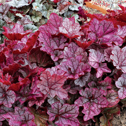 Heuchera 'Spellbound' – Pondside Nursery