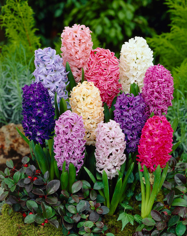 Hyacinthus - Mixed – Pondside Nursery