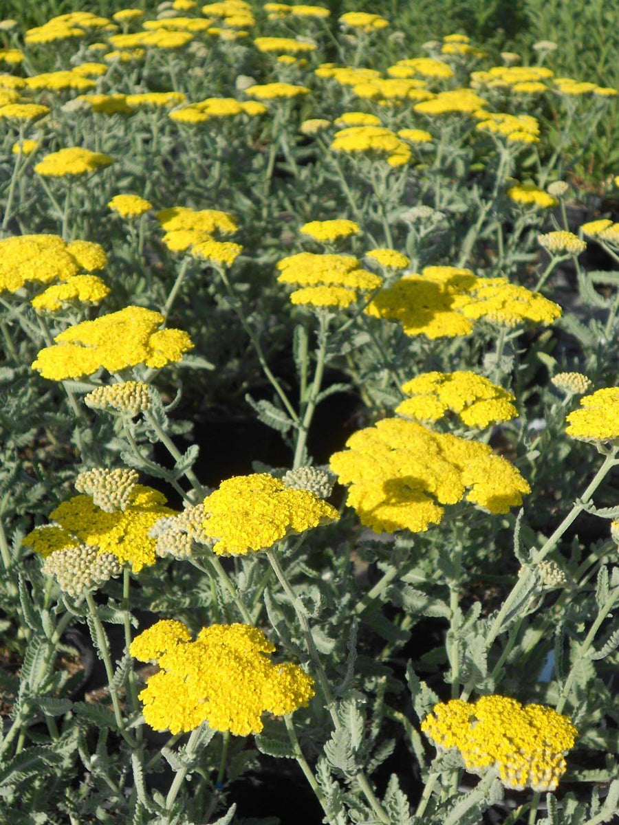 Achillea 'Moonshine' - Yarrow – Pondside Nursery