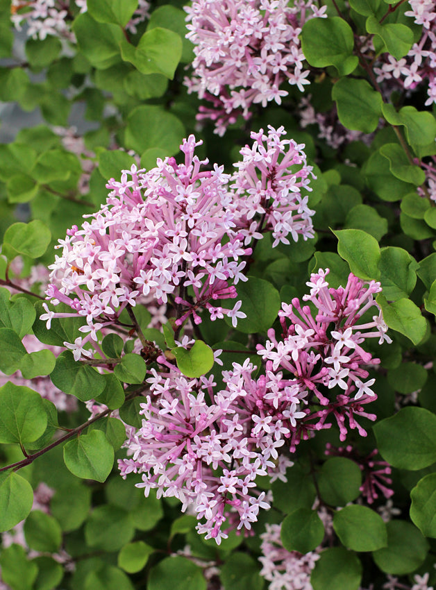 Syringa meyeri 'Palibin' – Pondside Nursery