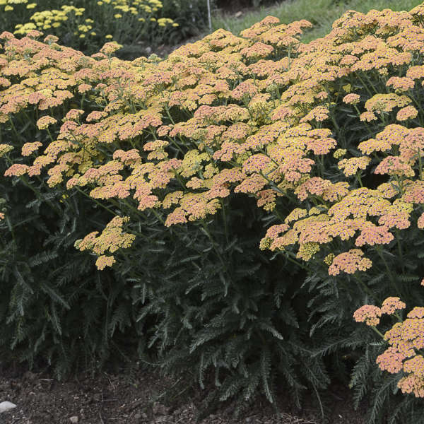 Achillea 'Firefly Peach Sky' - Yarrow – Pondside Nursery