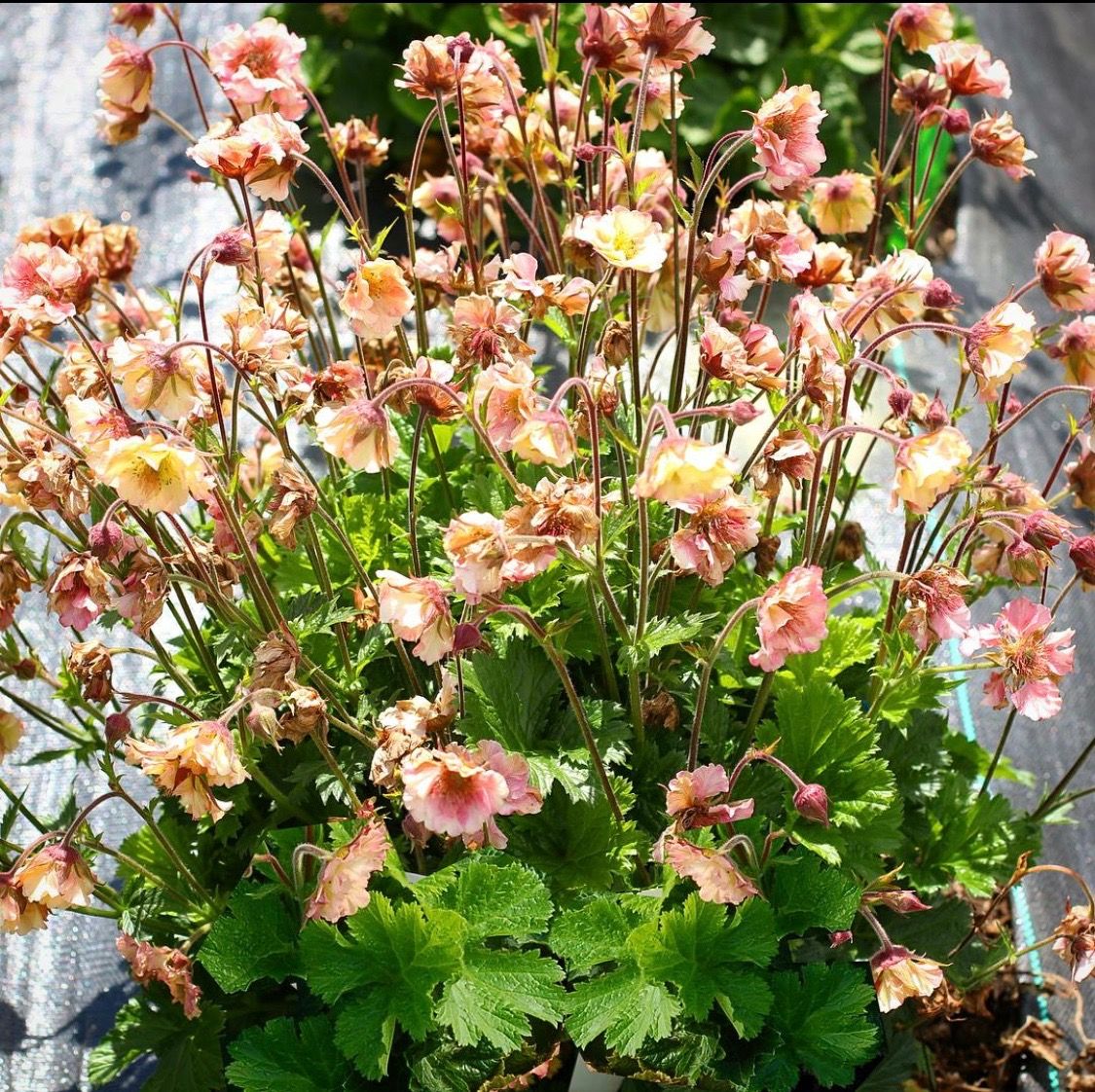Geum 'Petticoats Peach' – Pondside Nursery