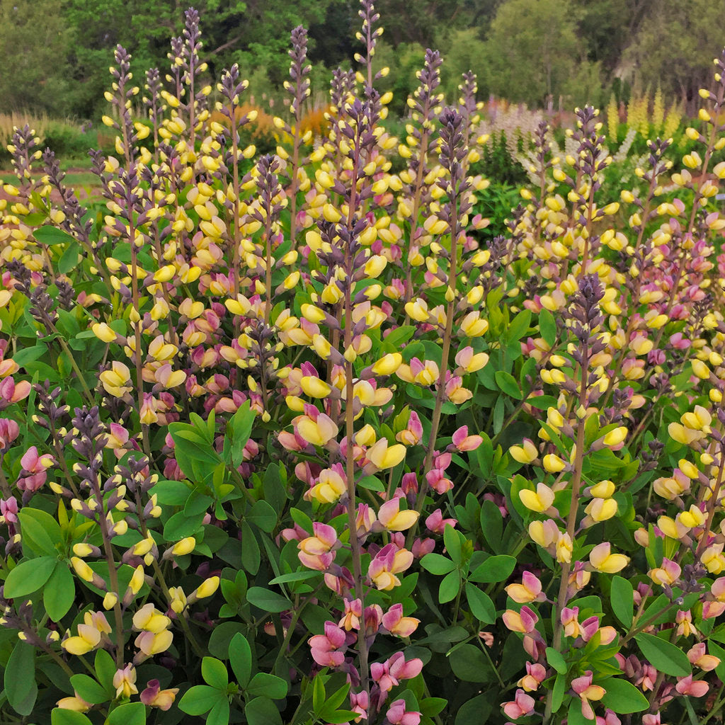 Baptisia 'Pink Lemonade' - False Indigo – Pondside Nursery