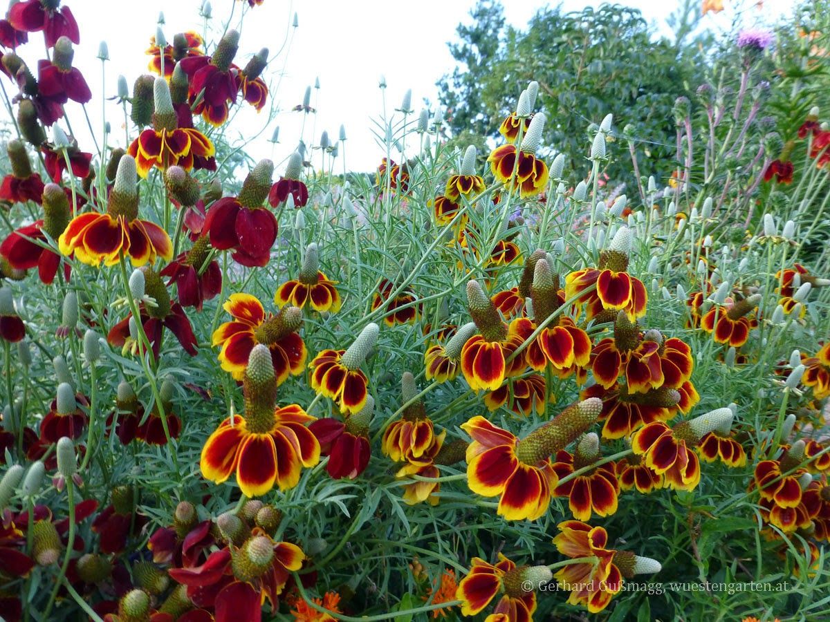Ratibida 'Red Midget' - Mexican Hat – Pondside Nursery