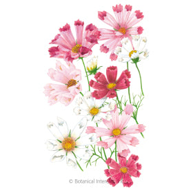 SEEDS: Cosmos Sea Shells Blend – Pondside Nursery