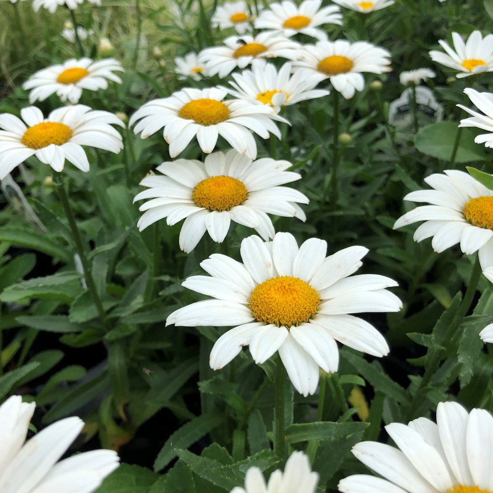 Leucanthemum 'Snowcap' - Shasta Daisy – Pondside Nursery