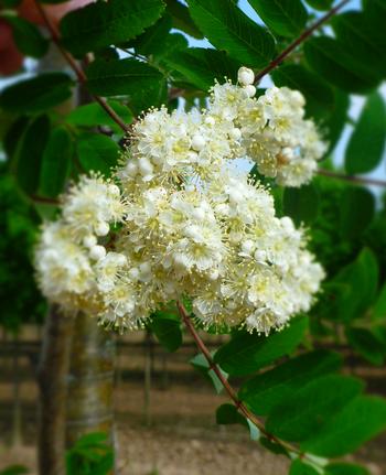 Sorbus auc. 'Cardinal Royal' – Pondside Nursery