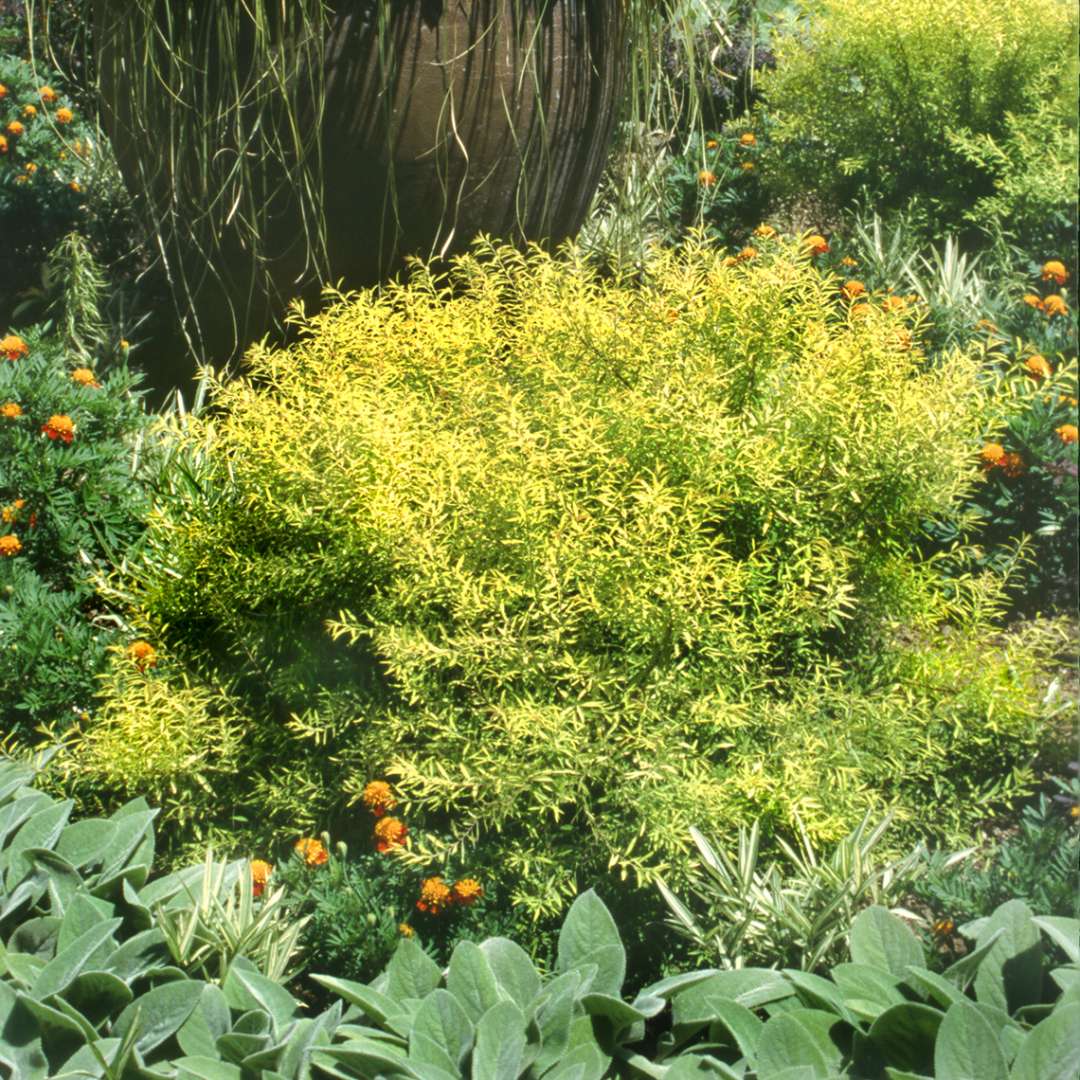 Spiraea thunbergii 'Ogon' – Pondside Nursery