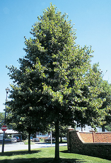 Redmond Linden Tree In Fall