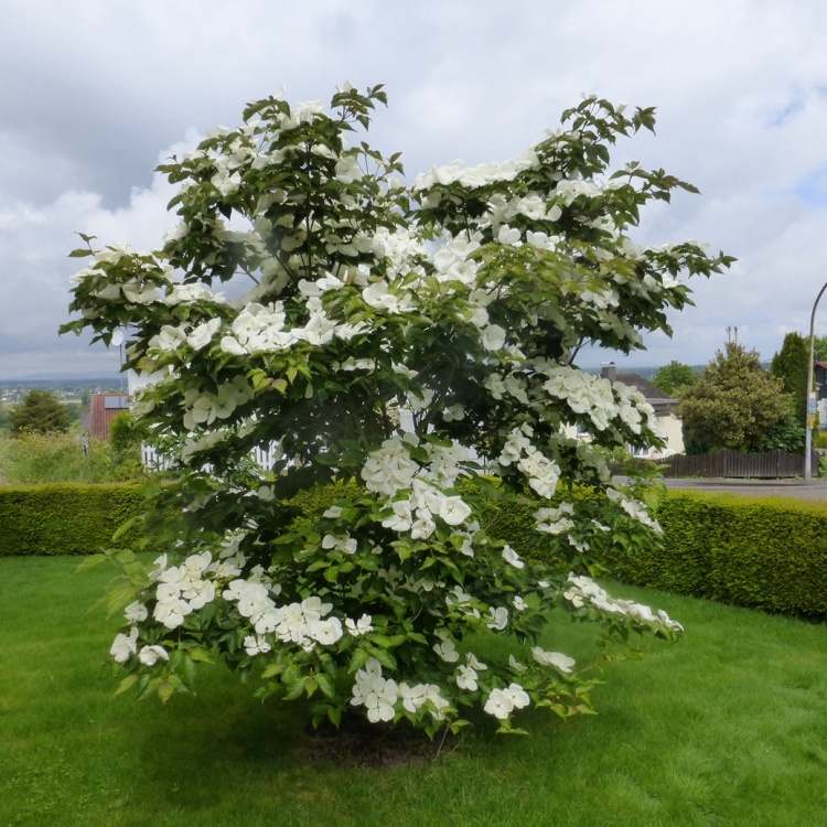 Cornus x 'Venus' - Dogwood – Pondside Nursery