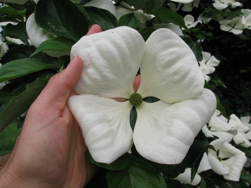 Cornus x 'Venus' - Dogwood – Pondside Nursery